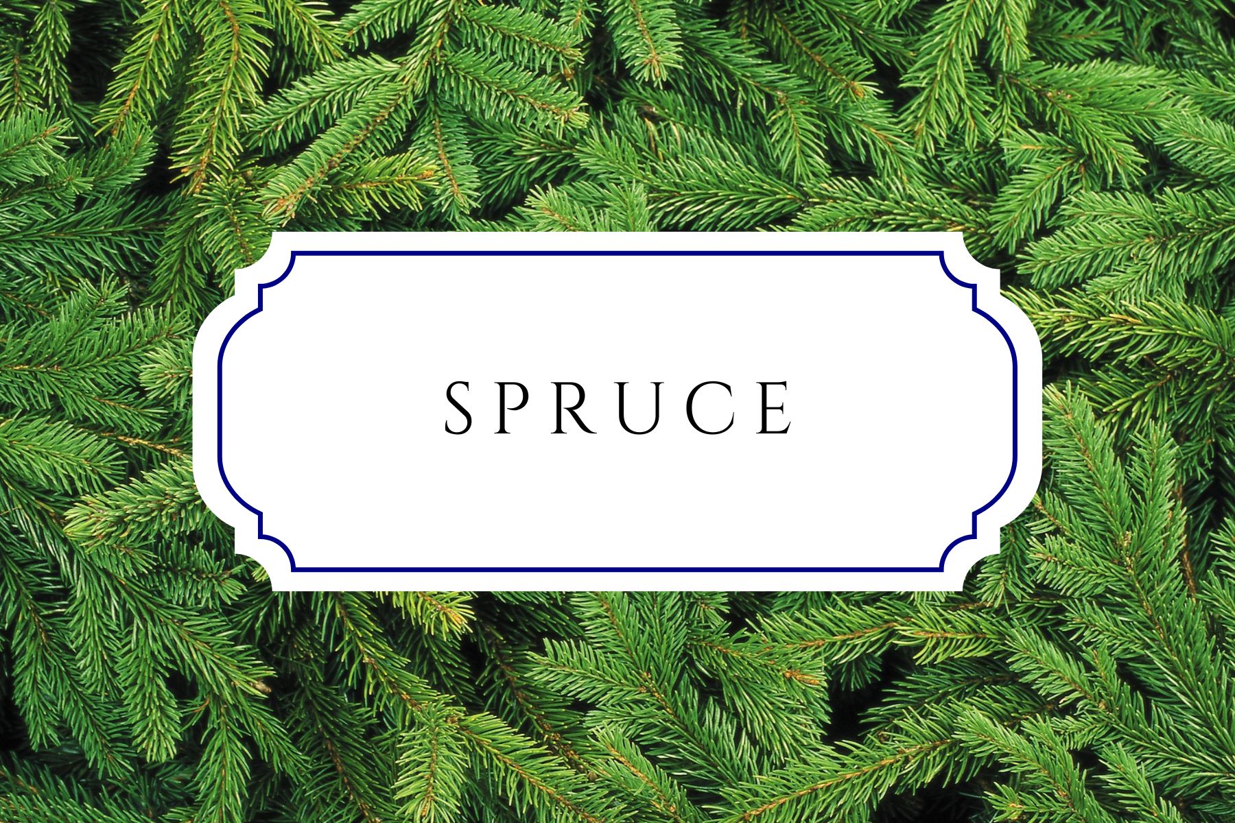 50+ Tree Names For Babies In Honor Of Arbor Day