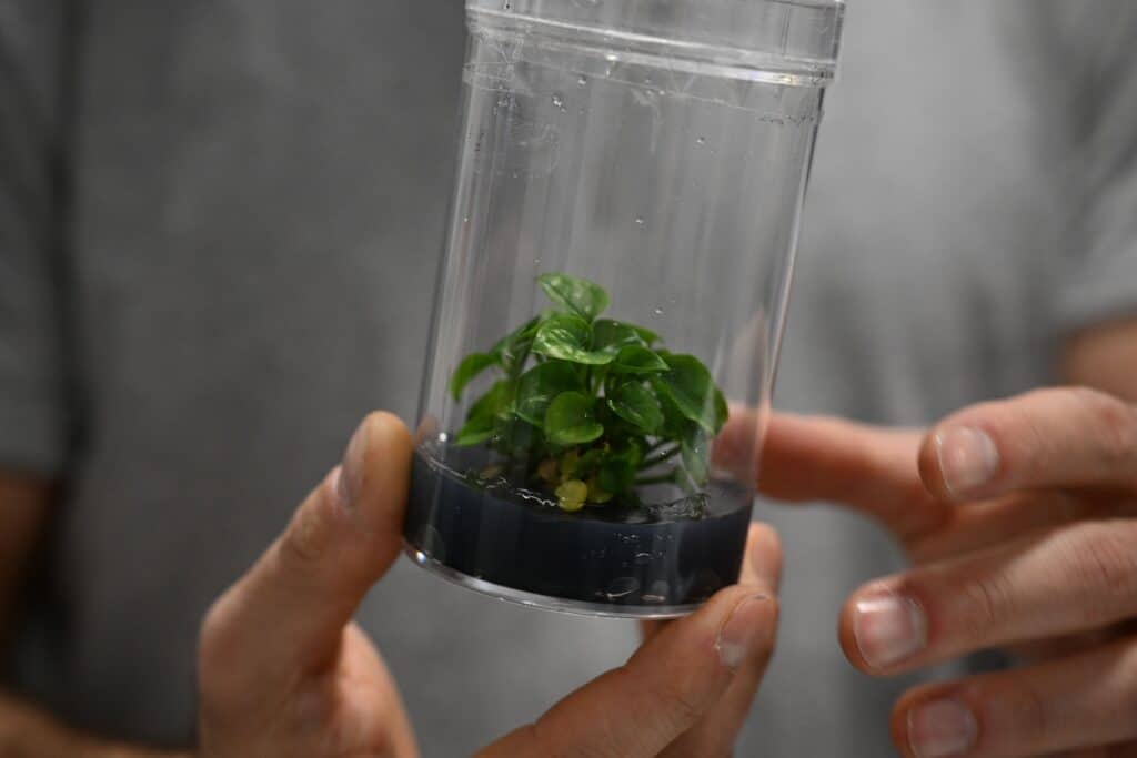 Easy Indoor Plants & Vegetables For Families