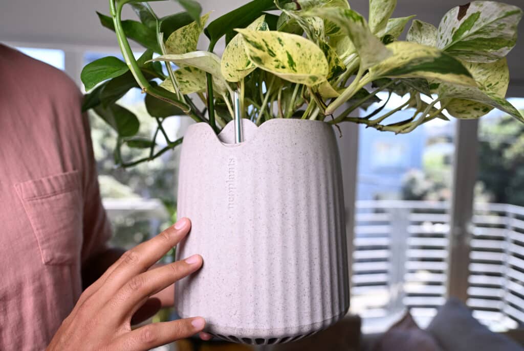Indoor Plants That Are Ridiculously Easy To Care For